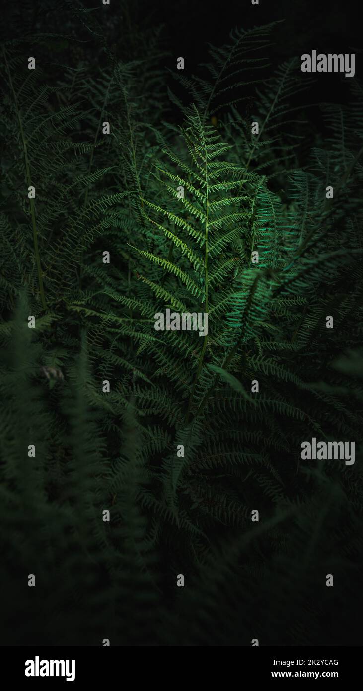 Tropical fern leaves in dark green background. Amazing close up and ...