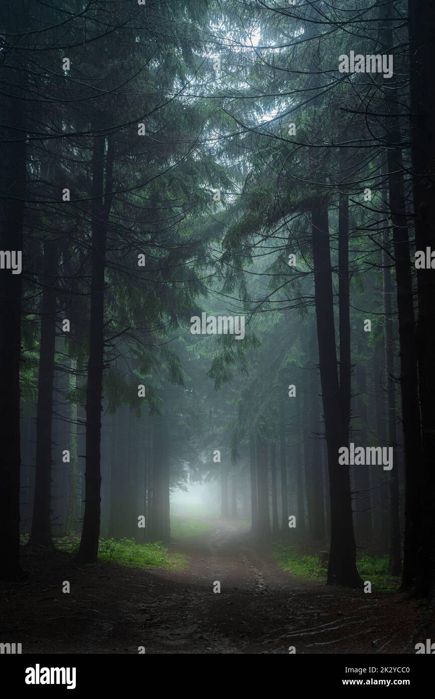Gloomy and dark forest during a foggy morning with the best mystic ...