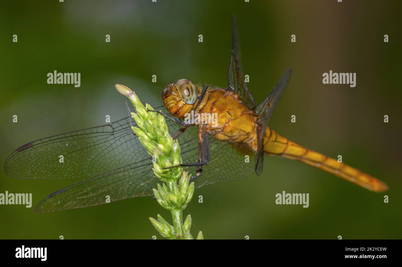 A colourful dragonfly with its wings wide spread perched on a flower of a tree branch; macro ...