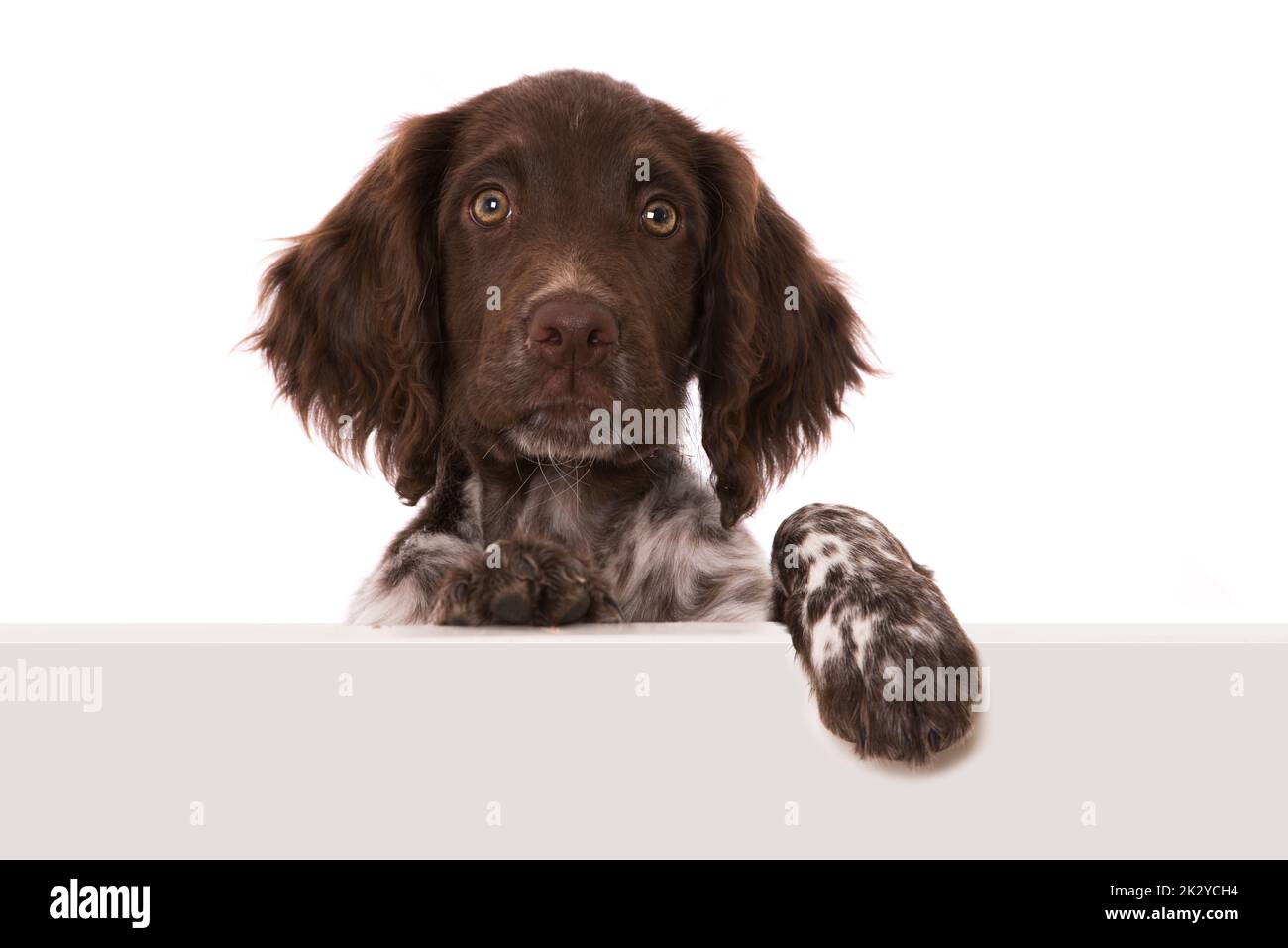 Puppy looks over a wall Stock Photo - Alamy