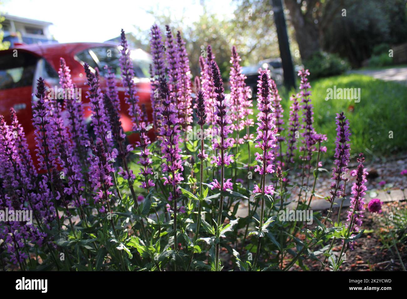 The close-up view of woodland sage plants growing under the sunlight ...
