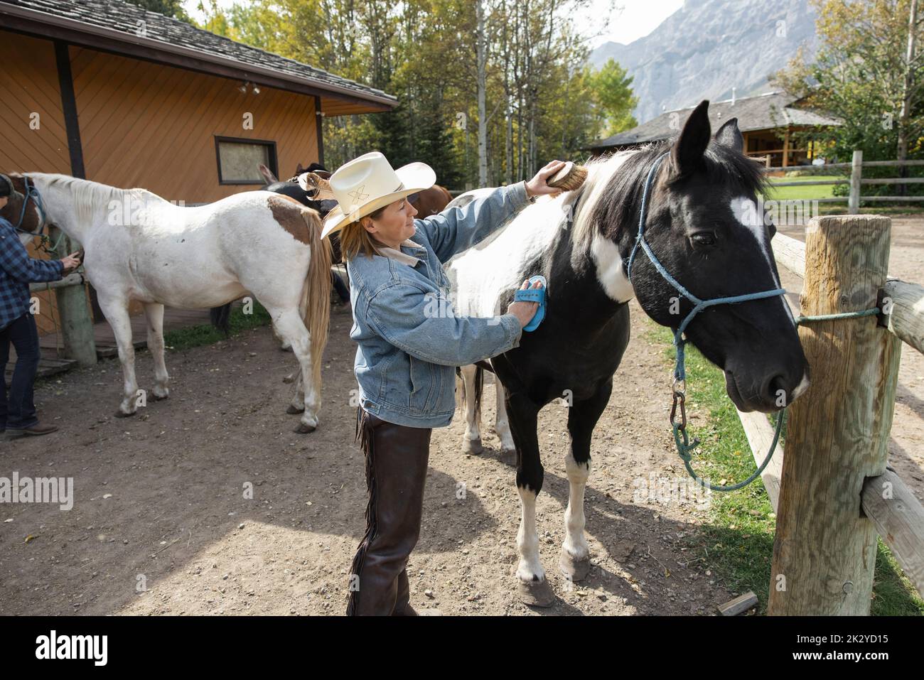 Female rancher brushing black and white horse on sunny ranch Stock ...