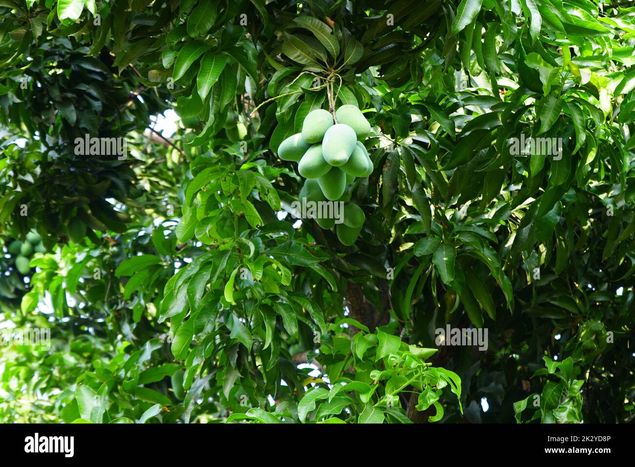 Mango farm hi-res stock photography and images - Alamy