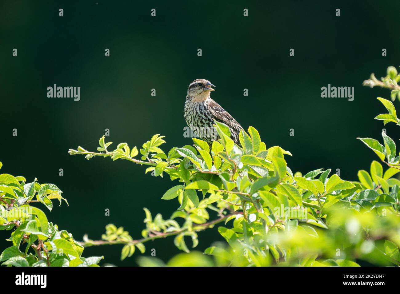 A beautiful shot of a red winged blackbird perched on a tree branch ...