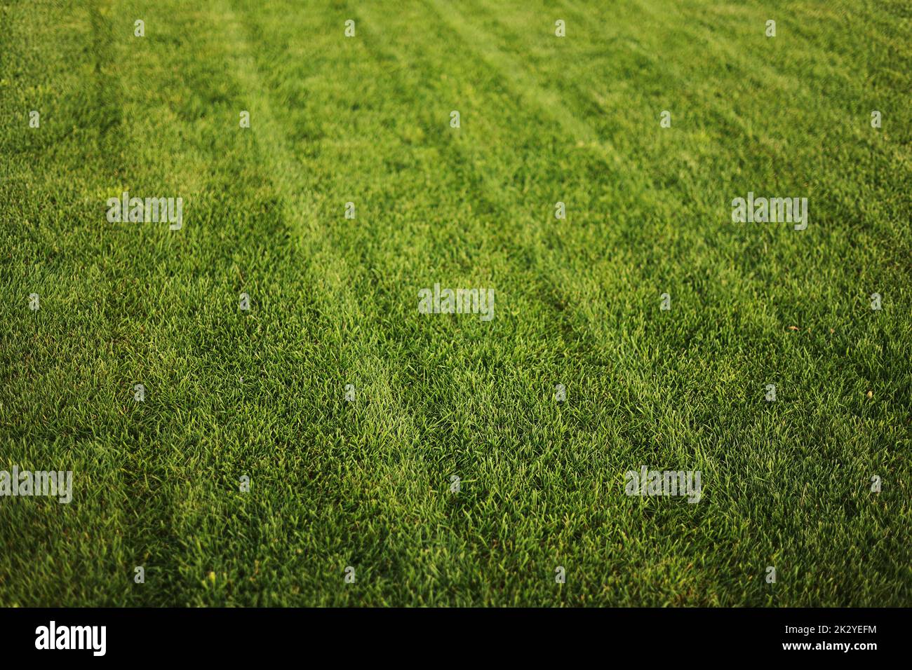 Alpine meadow densely overgrown grass hi-res stock photography and ...