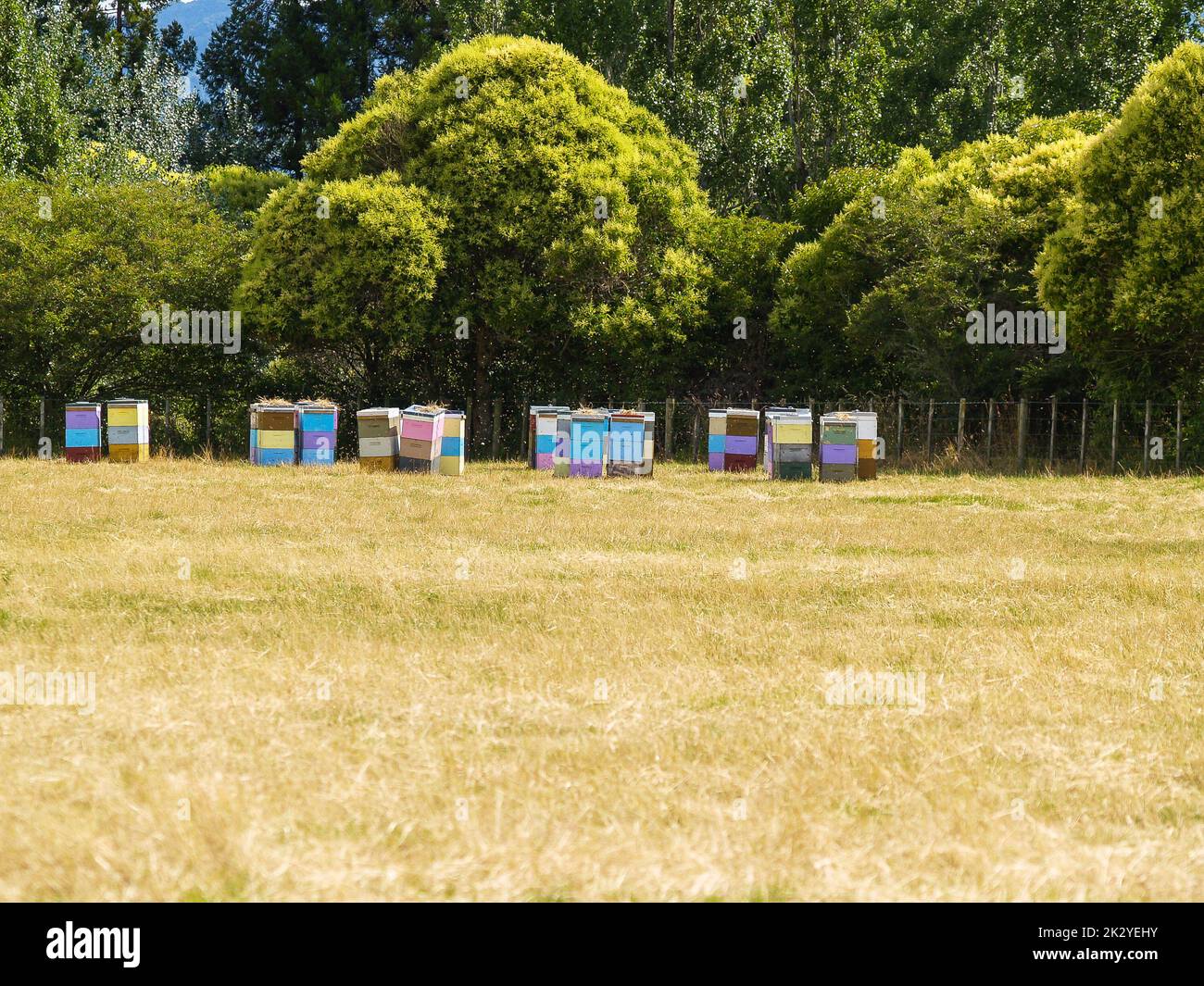 Coloured Bee hives across field Stock Photo - Alamy