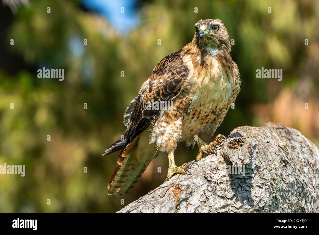 A red-tailed hawk perched on a rock on a sunny day Stock Photo - Alamy