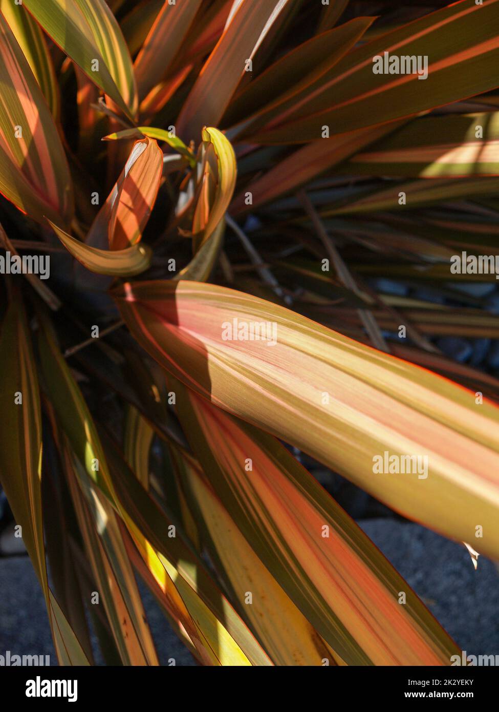 Golden Ray New Zealand Flax ;eaves converging to center of plant Stock ...