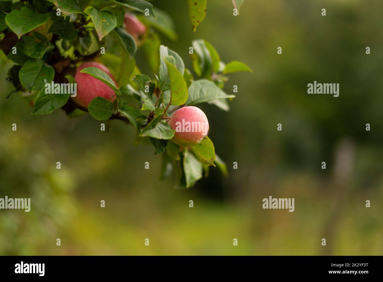 close-up of a branch of an apple tree with red apples. High quality ...