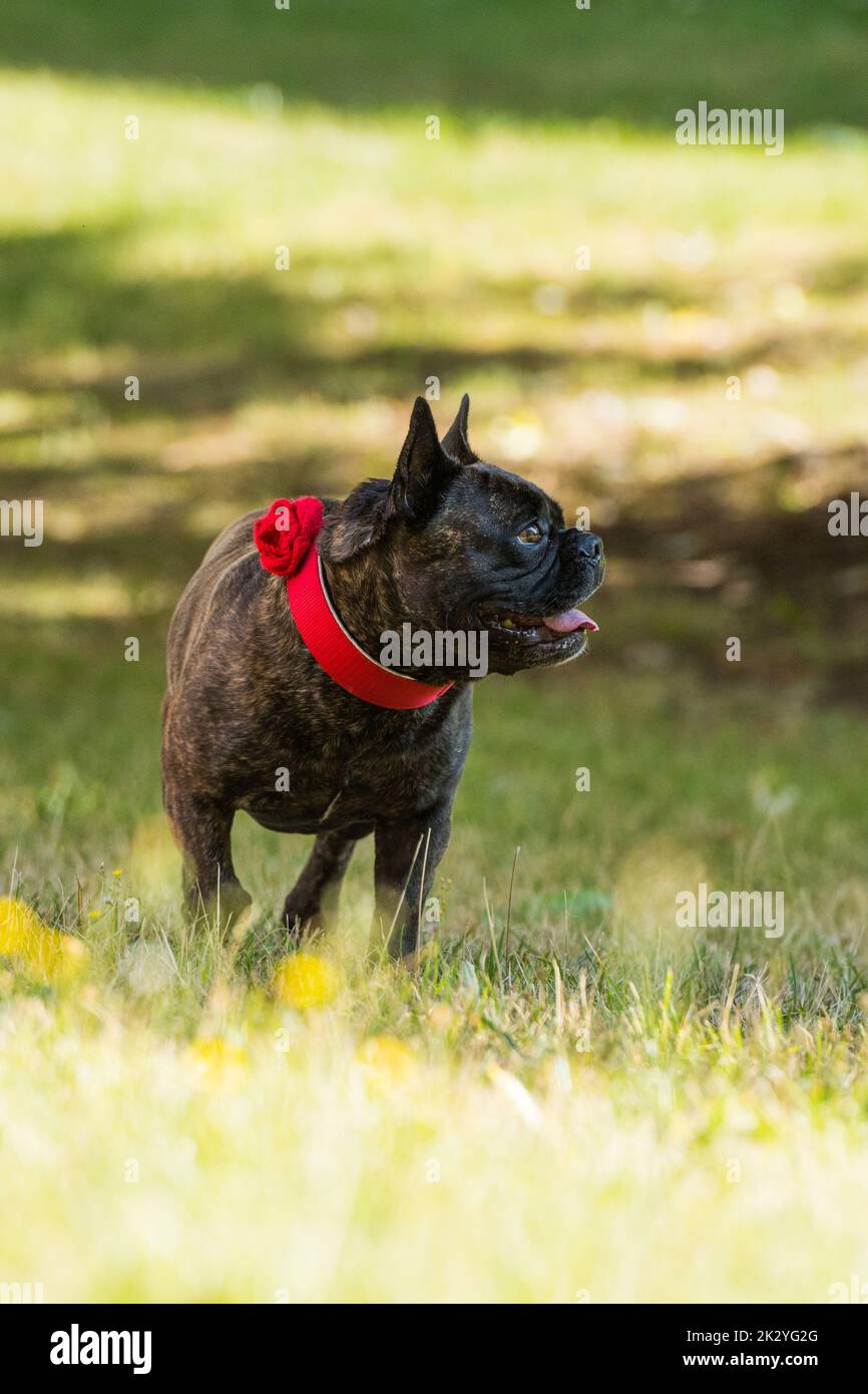 French bulldog in nature background Stock Photo - Alamy