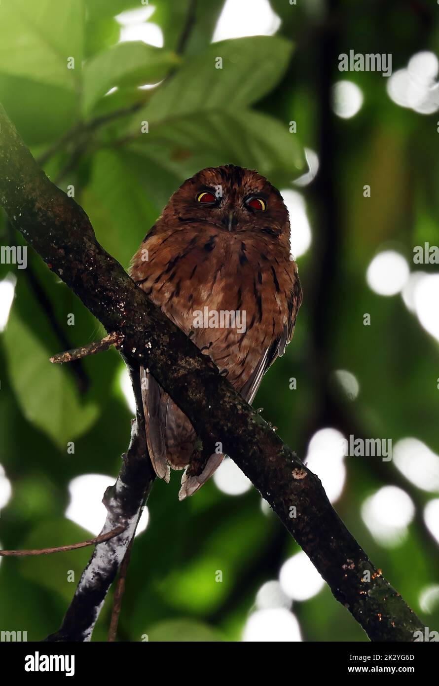 Principe scops owl hi-res stock photography and images - Alamy