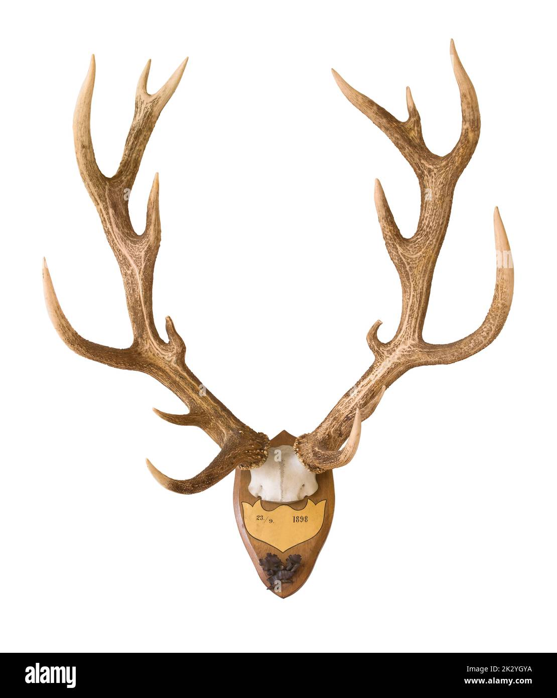 Antler points Cut Out Stock Images & Pictures - Alamy