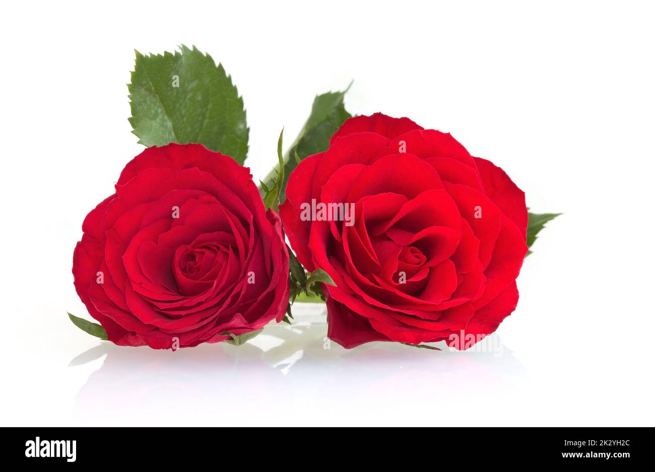Two red roses on white background Stock Photo - Alamy