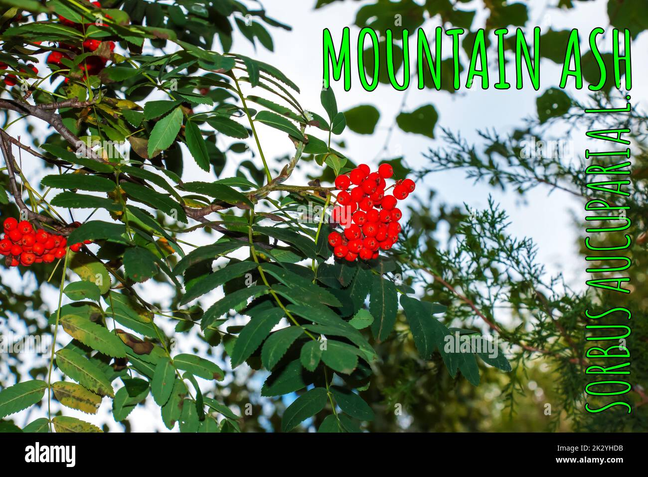 Rowan berries SORBUS AUCUPARIA L growing on a tree branches with green ...