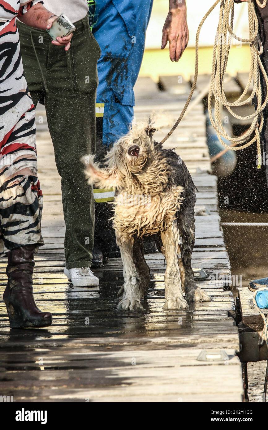 Essex UK. 23rd Sep, 2022. Old English Sheepdog 'May' is rescued from ...