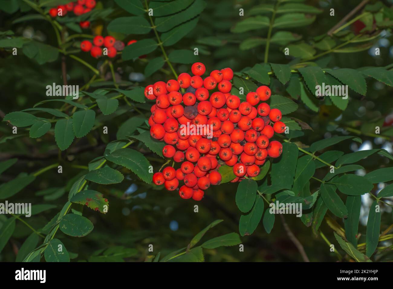 Rowan berries SORBUS AUCUPARIA L growing on a tree branches with green ...