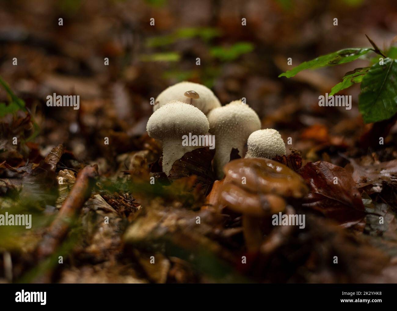 Common puffball mushrooms in group growing on the forest floor in early ...