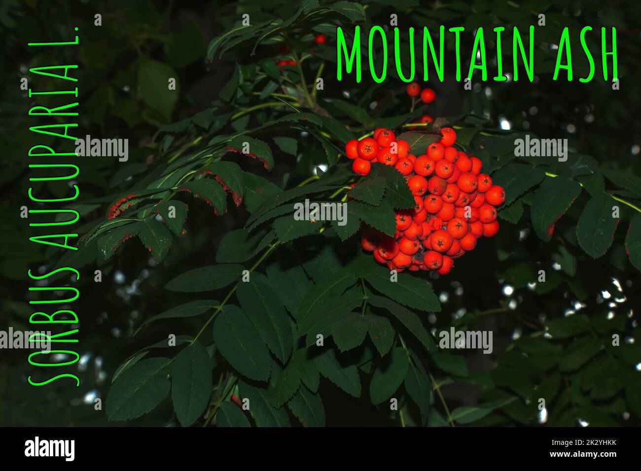 Rowan berries SORBUS AUCUPARIA L growing on a tree branches with green ...