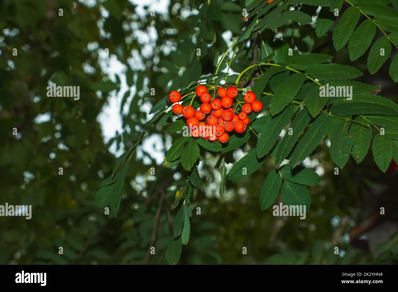 Rowan berries SORBUS AUCUPARIA L growing on a tree branches with green ...