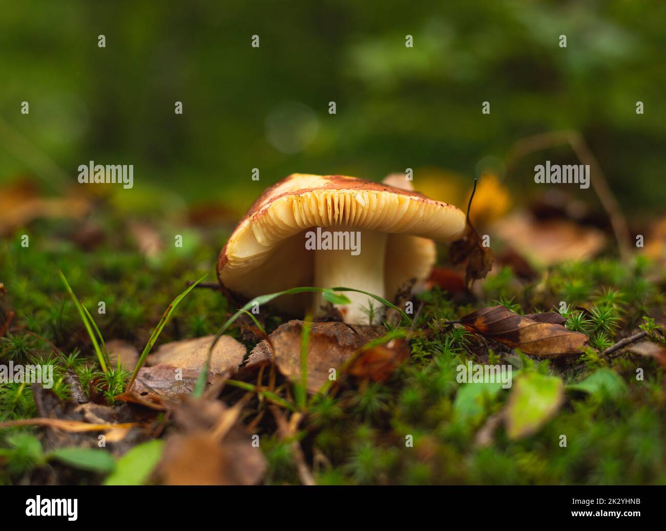 Single mushroom growing on the forest floor in early autumn Stock Photo ...