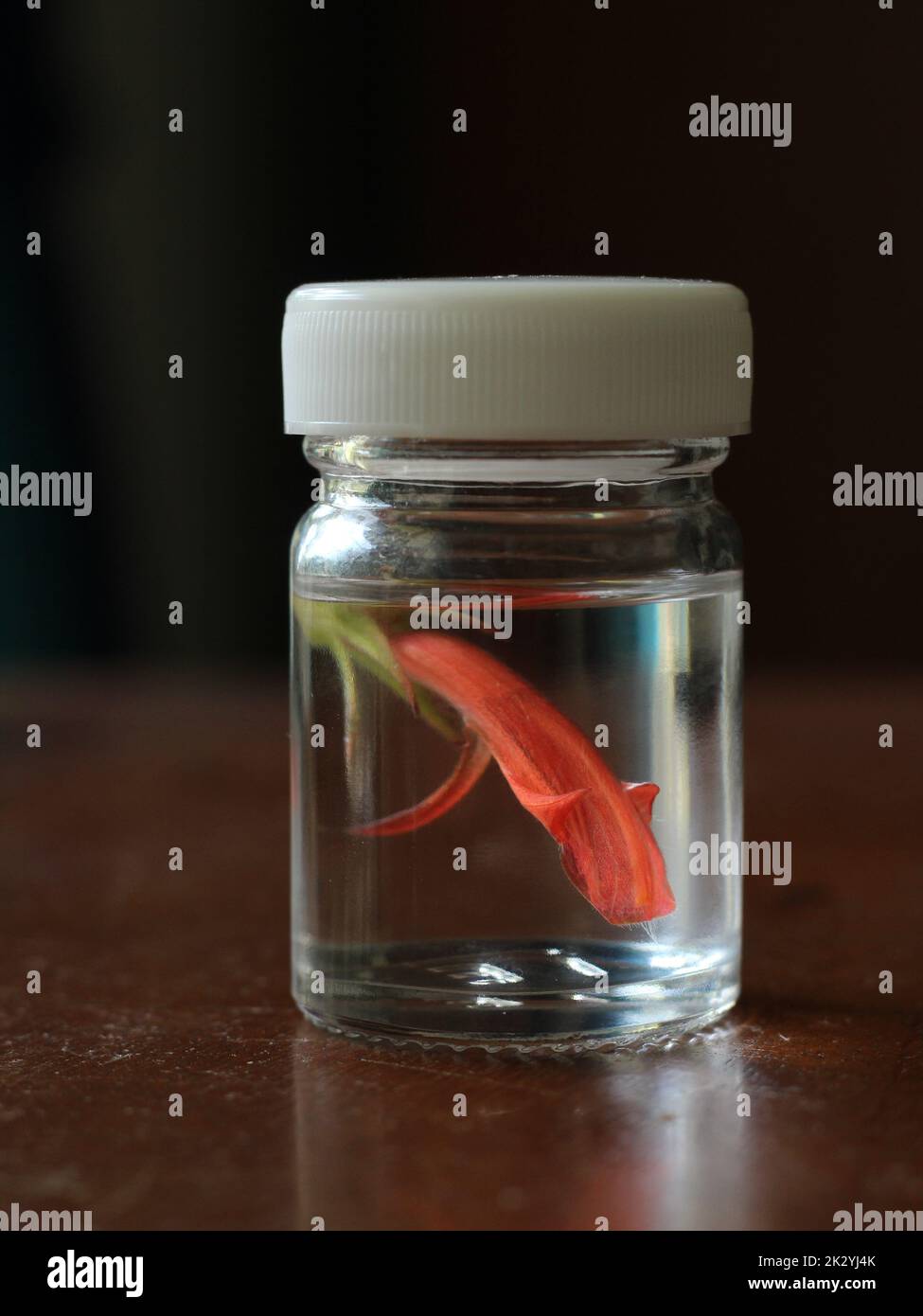 Biodiversity id hi-res stock photography and images - Alamy