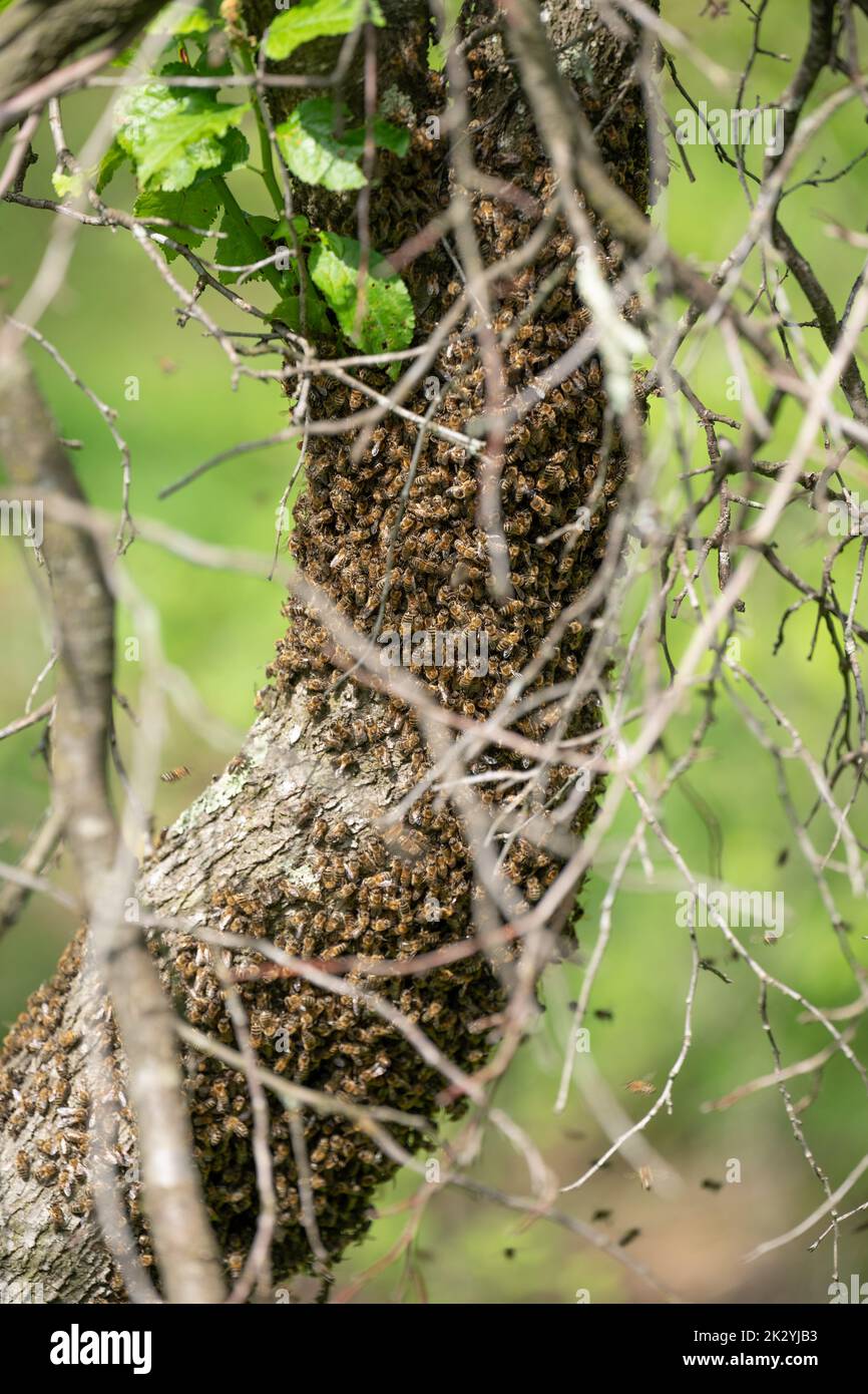A small swarm of bees swarming on a tree in the garden, insect life ...