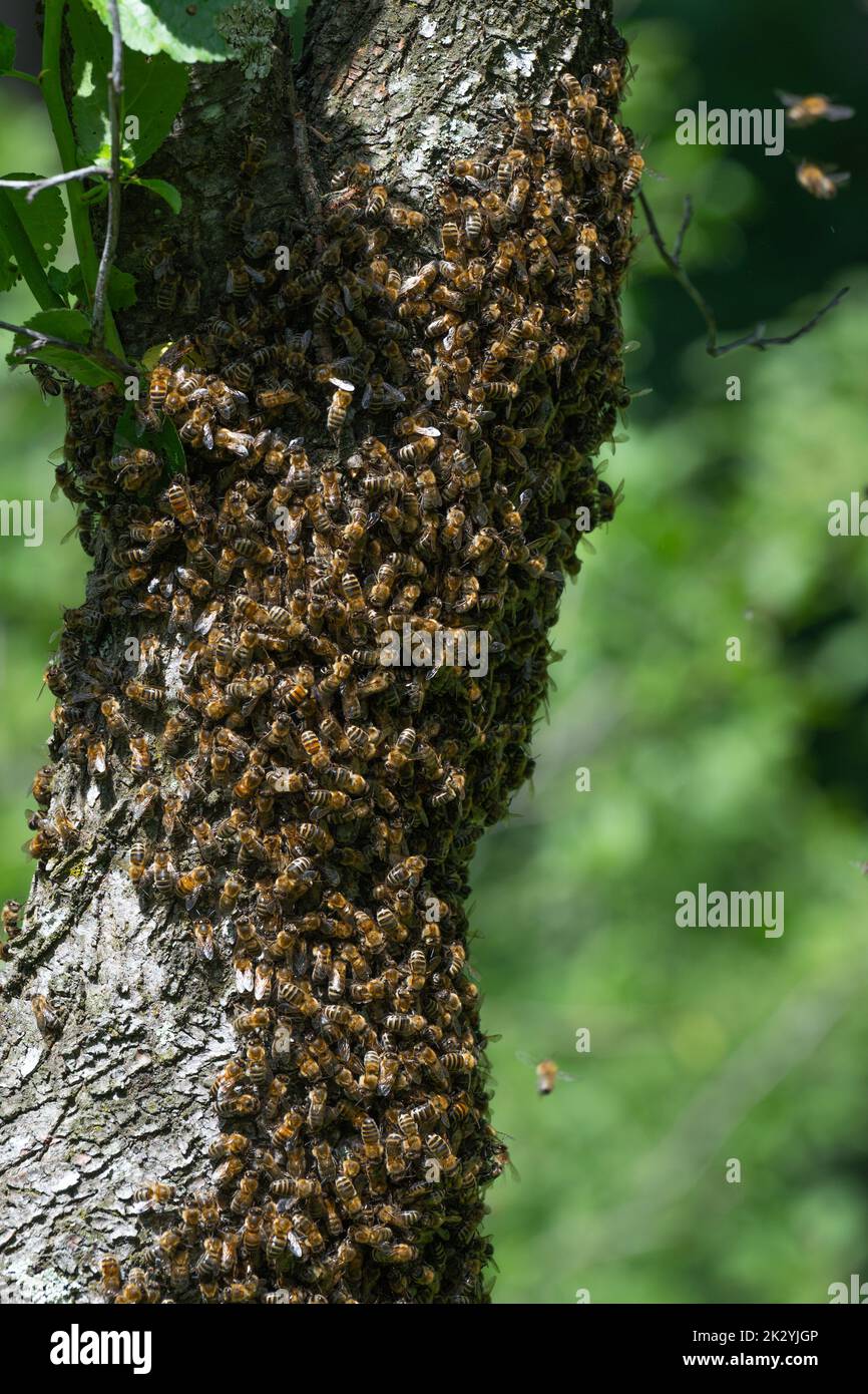 Honey bees swarm on a tree, worker insects, bees on a tree Stock Photo ...