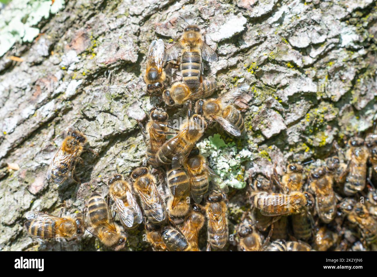 Bees in a detailed plan, a swarm of bees shot under a macro lens, bees ...