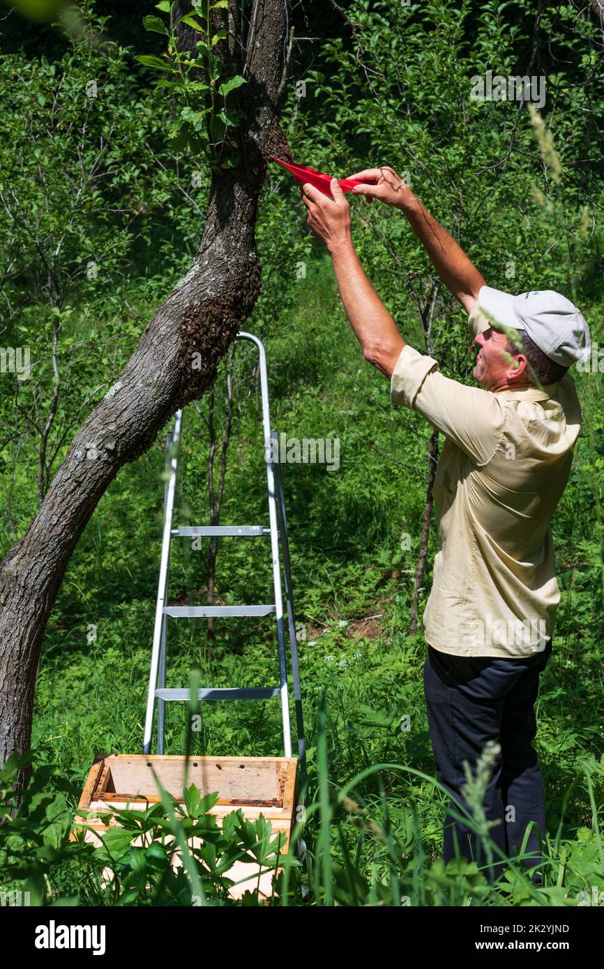 A beekeeper without protection collects a bee swarm from a tree, work ...