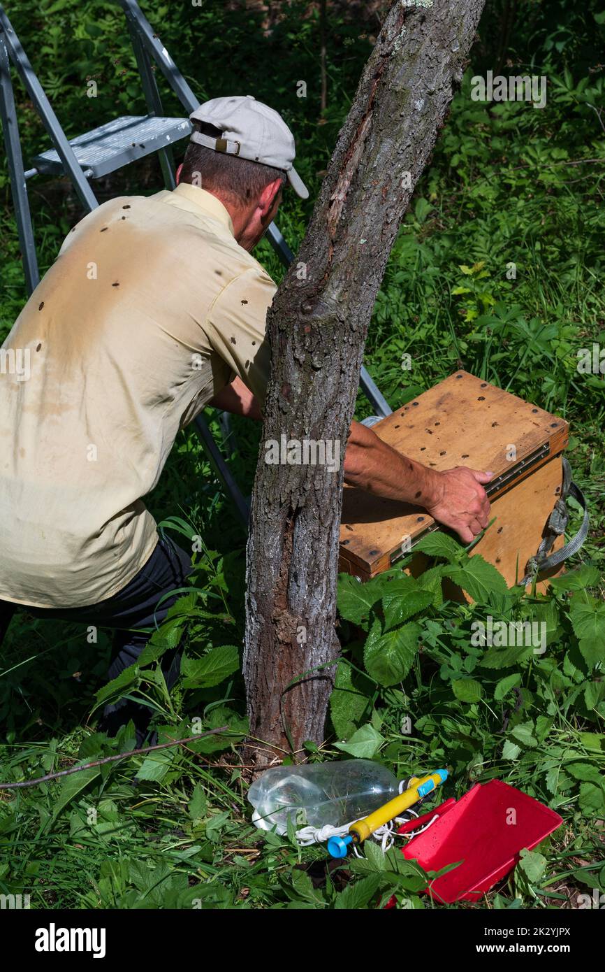 A beekeeper gathers a swarm of wild bees into a box, beekeeper and bees ...