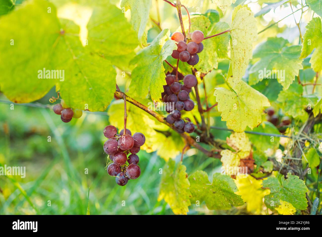 Bunches of white-pink sweet seedless table grapes ripening on vineyars ...