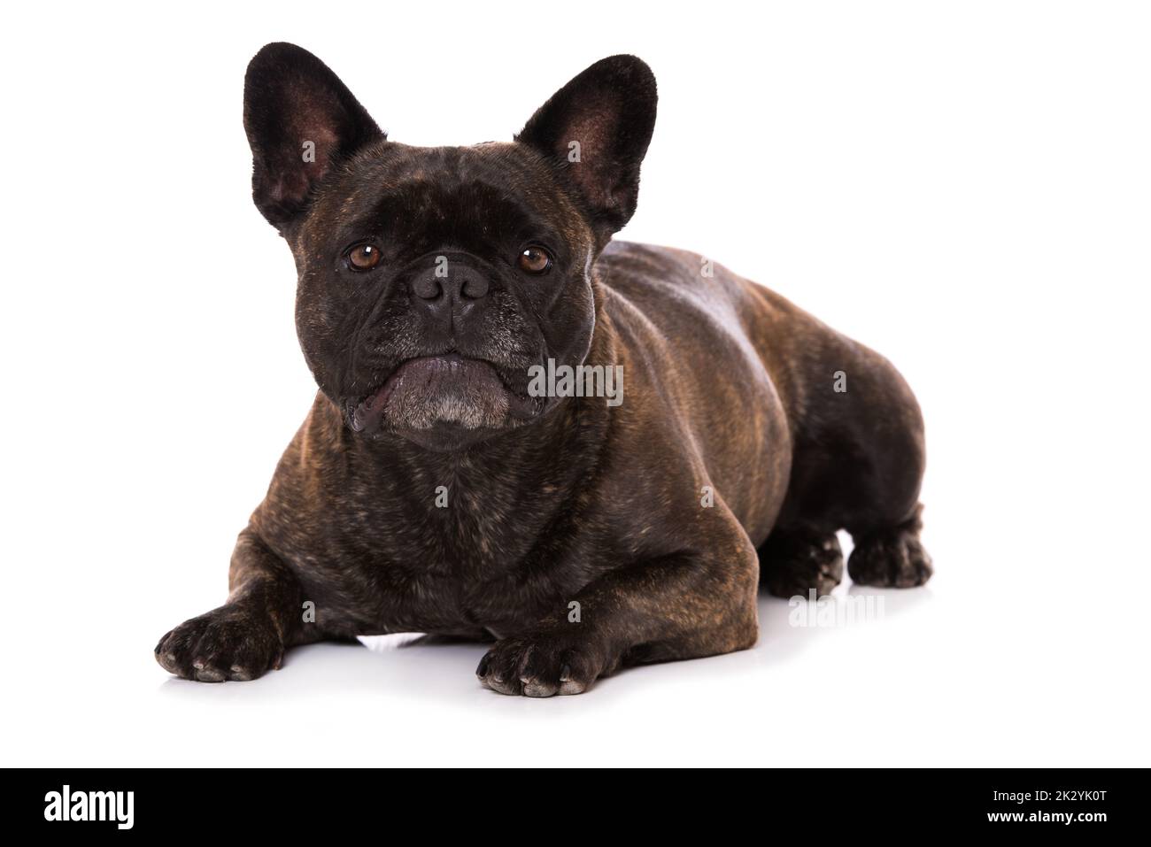 French bulldog lying on Cut Out Stock Images & Pictures - Alamy