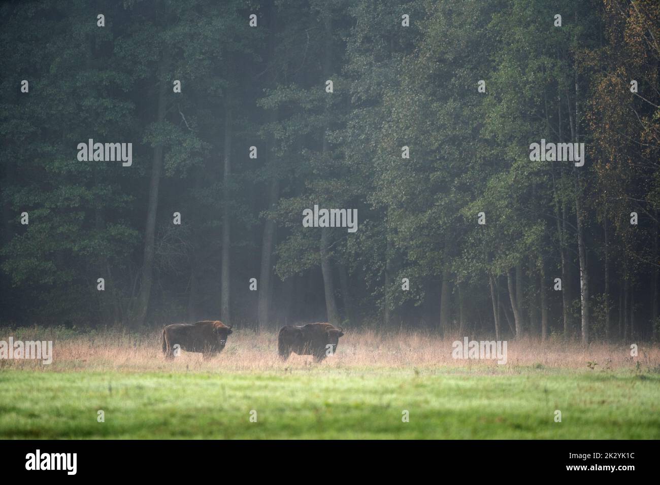 The wild European bison in the protected area Belovieza forest. The ...