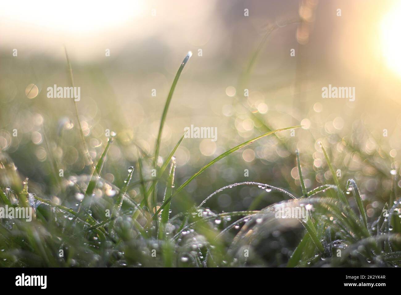 A closeup shot of grass on a field covered in dew at sunset Stock Photo ...