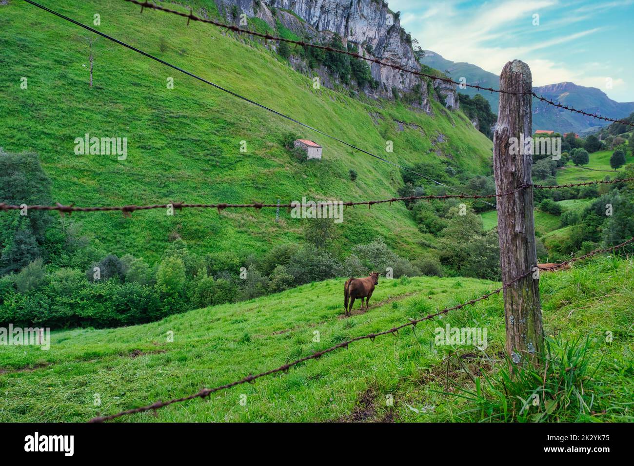 Polish red cow in hi-res stock photography and images - Alamy