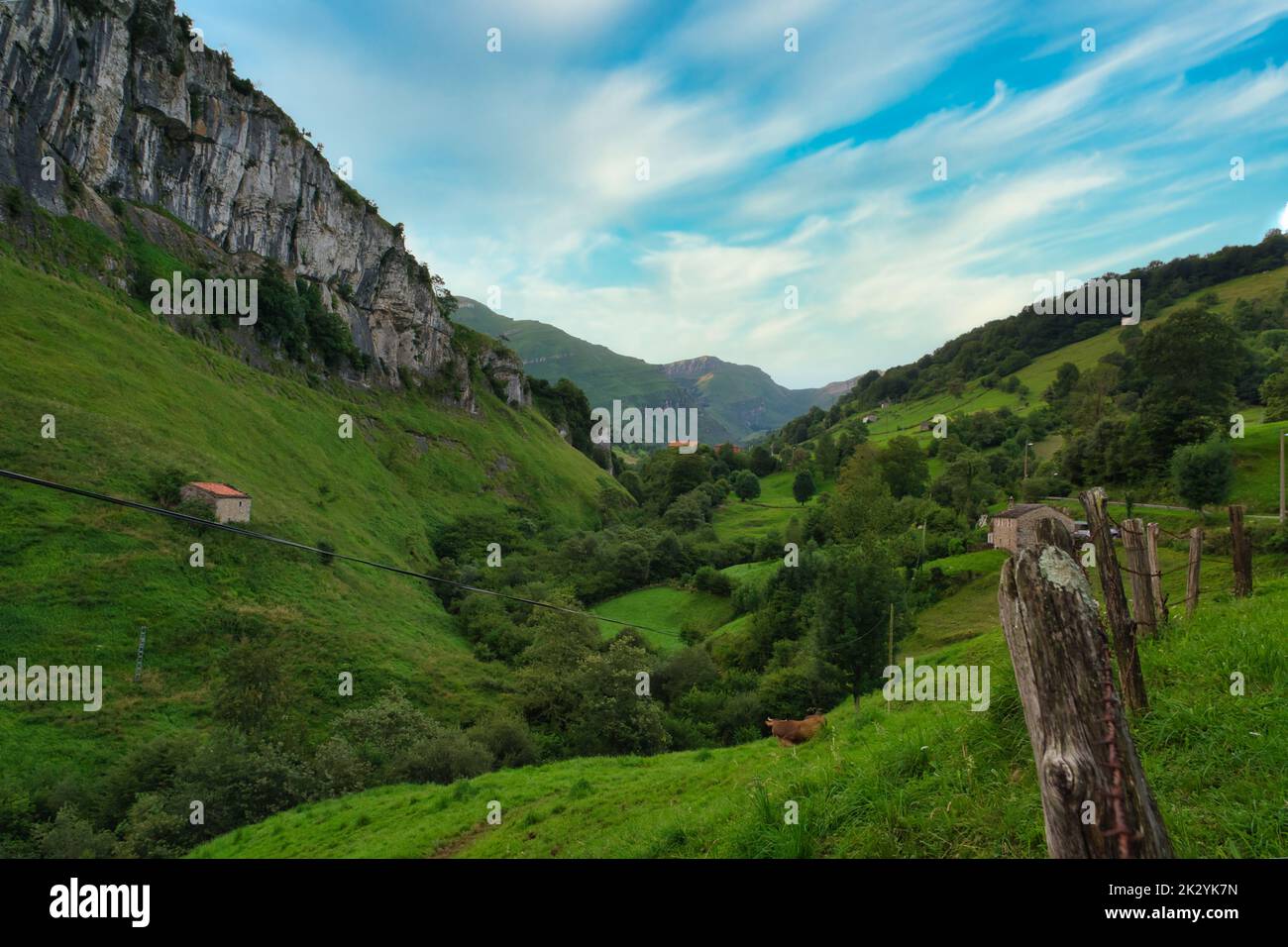 Polish red cow in hi-res stock photography and images - Alamy