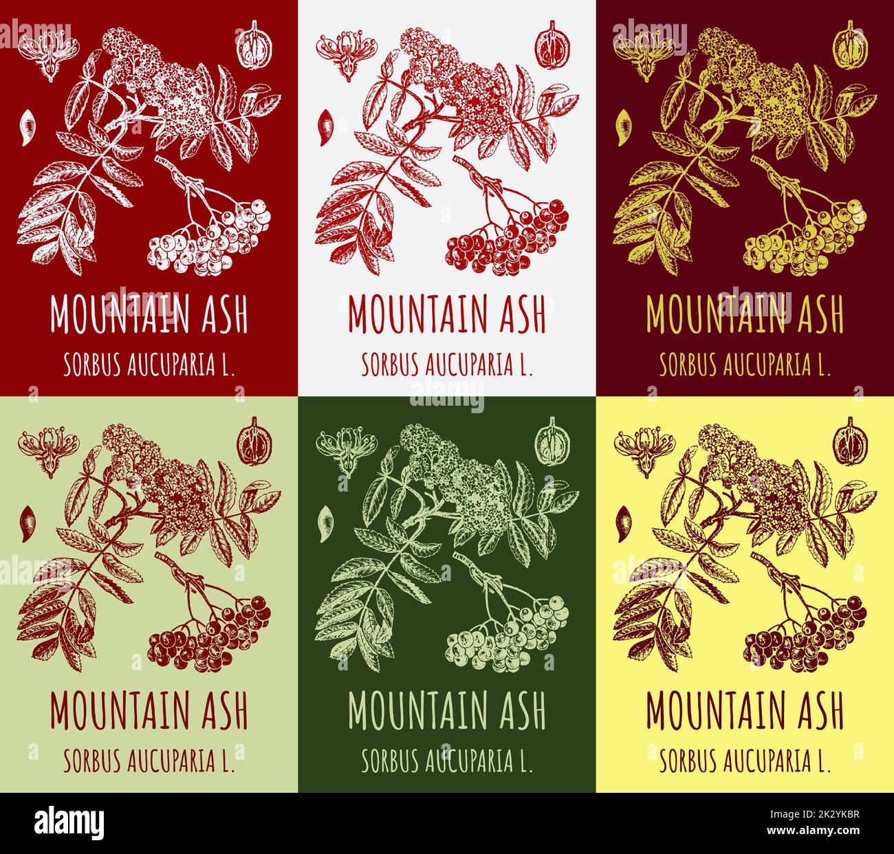 Set of vector drawings of MOUNTAIN ASH in different colors. Hand drawn ...