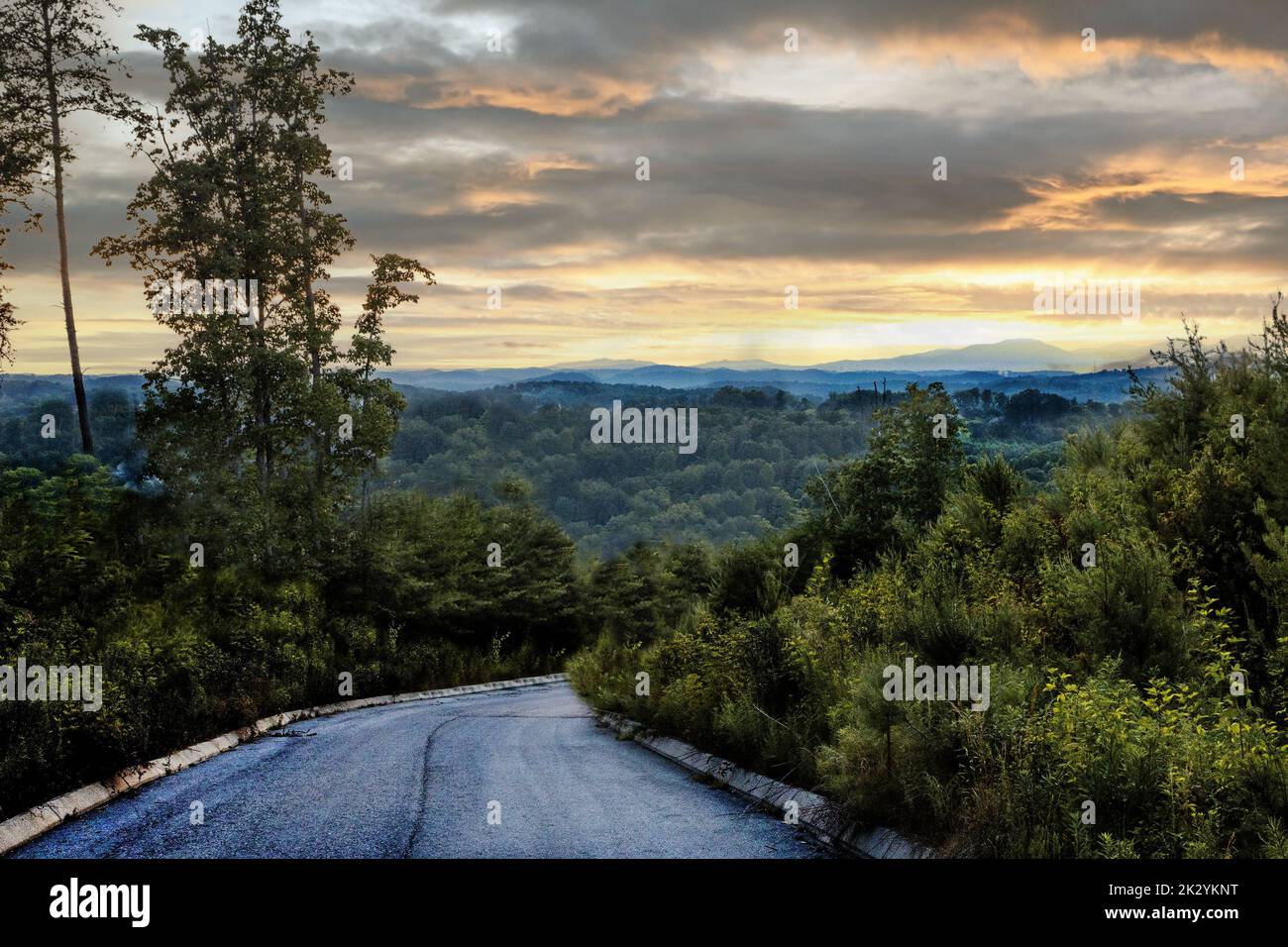 A narrow road with trees on both sides leading to green, thick forest ...