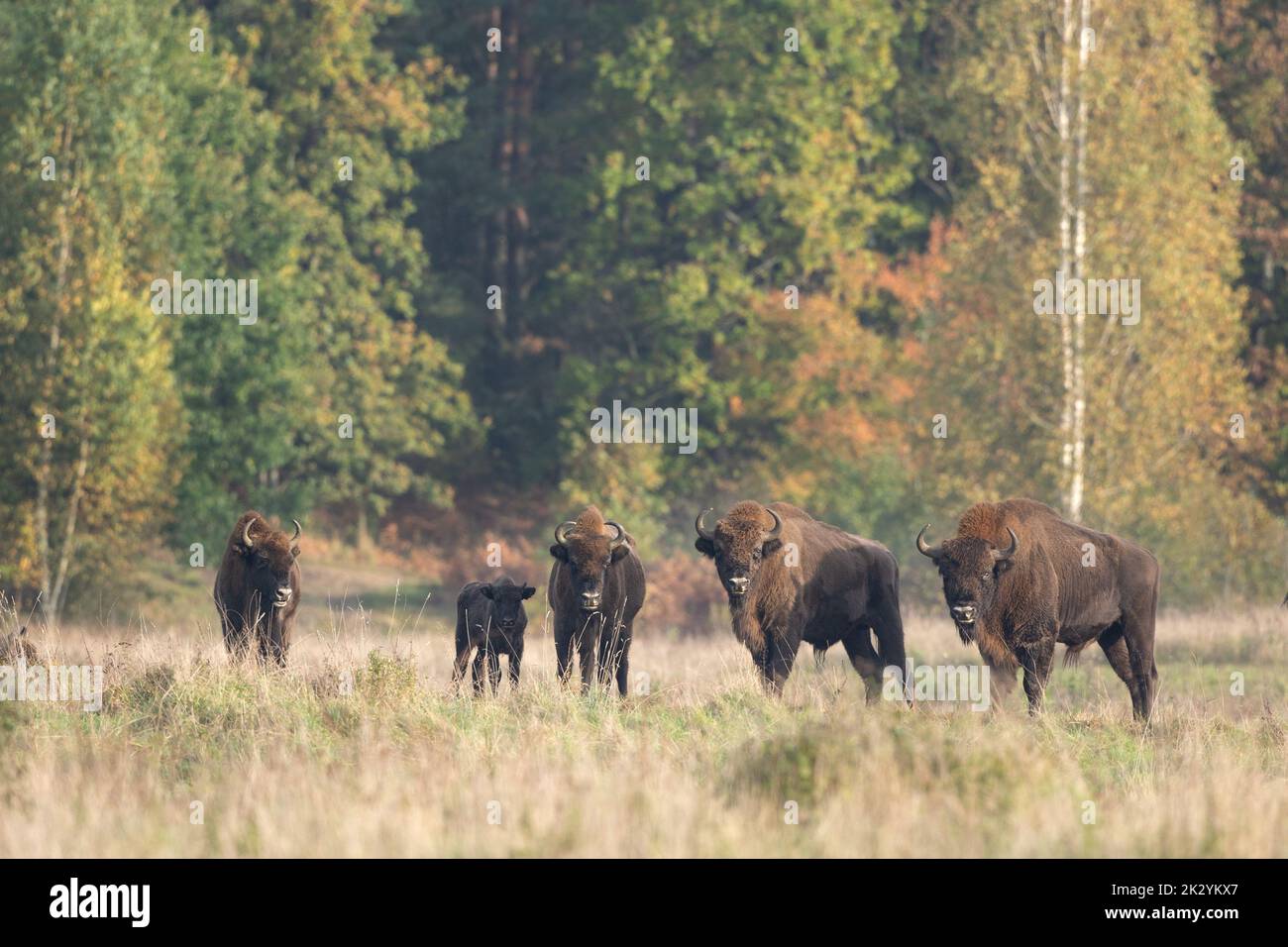 Bison hidden in forest hi-res stock photography and images - Alamy