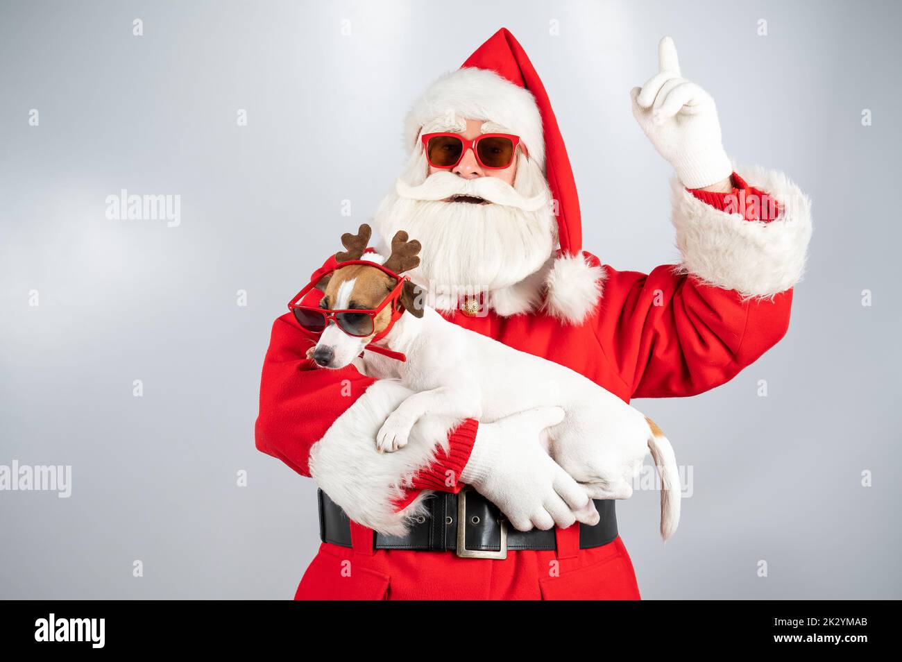 Portrait of santa claus in sunglasses and dog jack russell terrier in ...