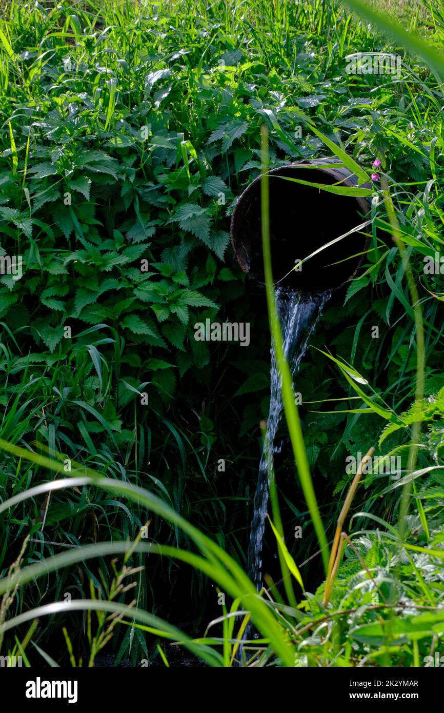 Natural spring flows from pipe through thicket nettles Stock Photo - Alamy