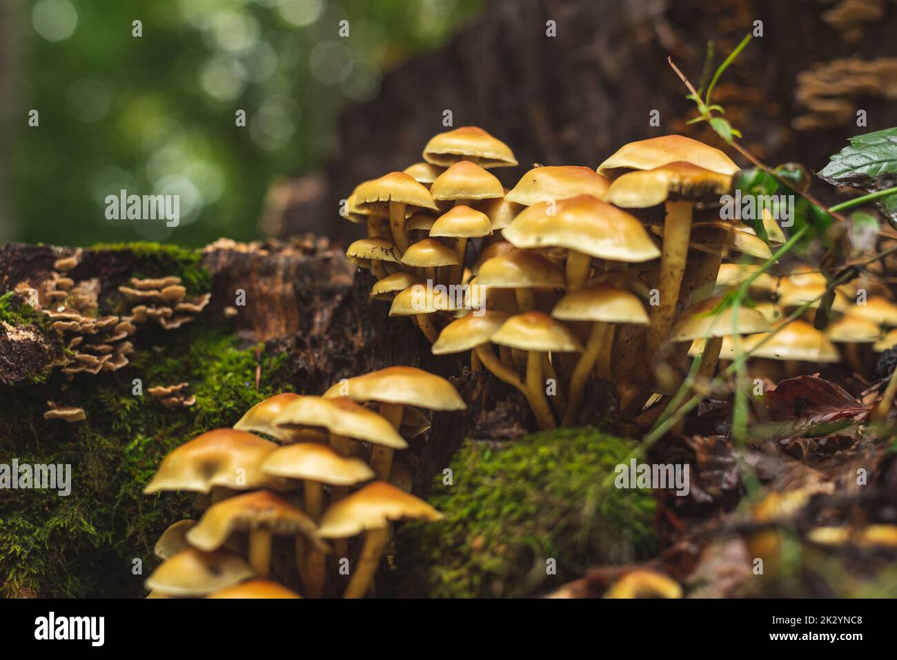 Big group of Flammulina Velutipes mushrooms growing next to dead tree ...