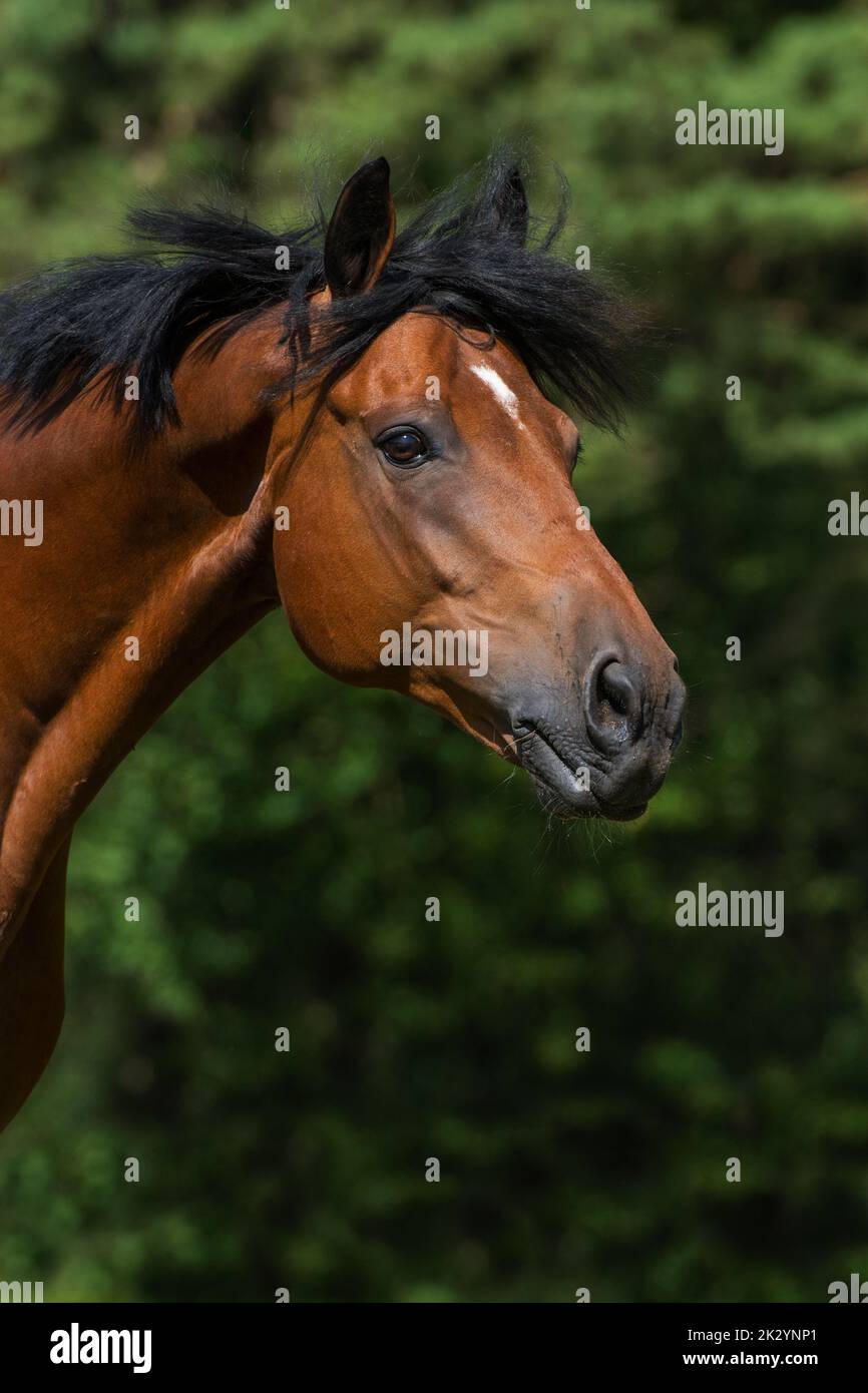 Warmblood horse in a summer meadow Stock Photo - Alamy