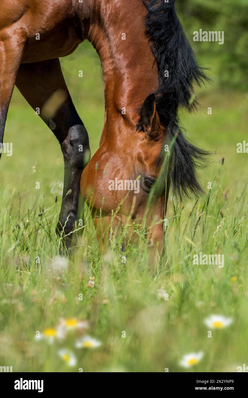Warmblood horse in a summer meadow Stock Photo - Alamy