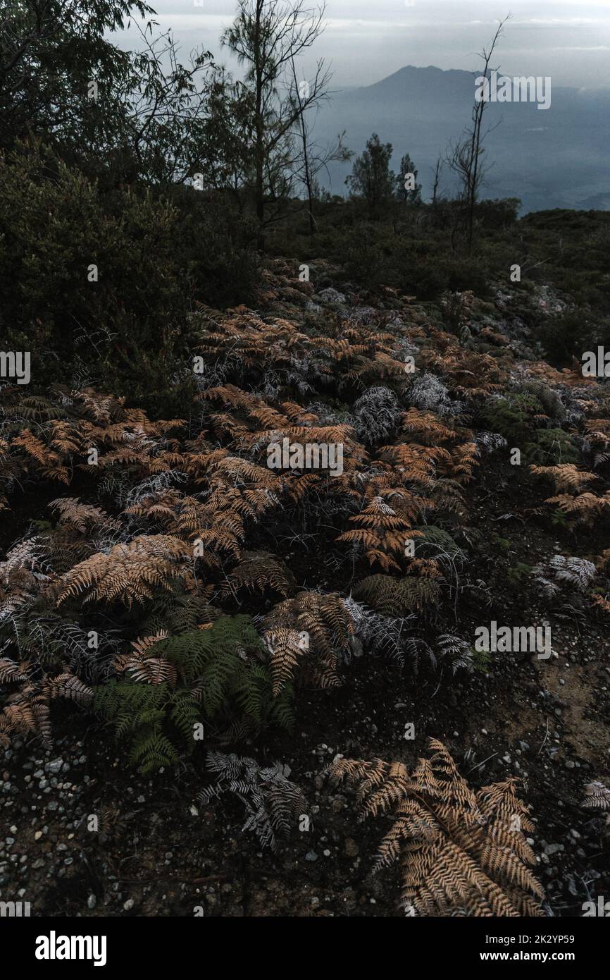 A vertical high angle shot of a dead dry forest near the Kawah Ijen ...