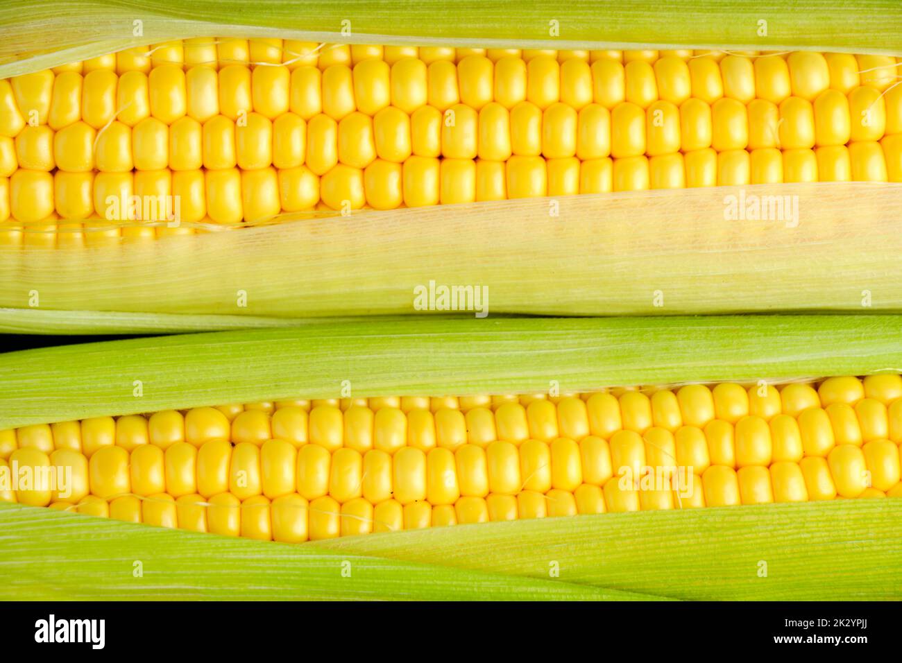 Background, two ears corn closeup Stock Photo - Alamy