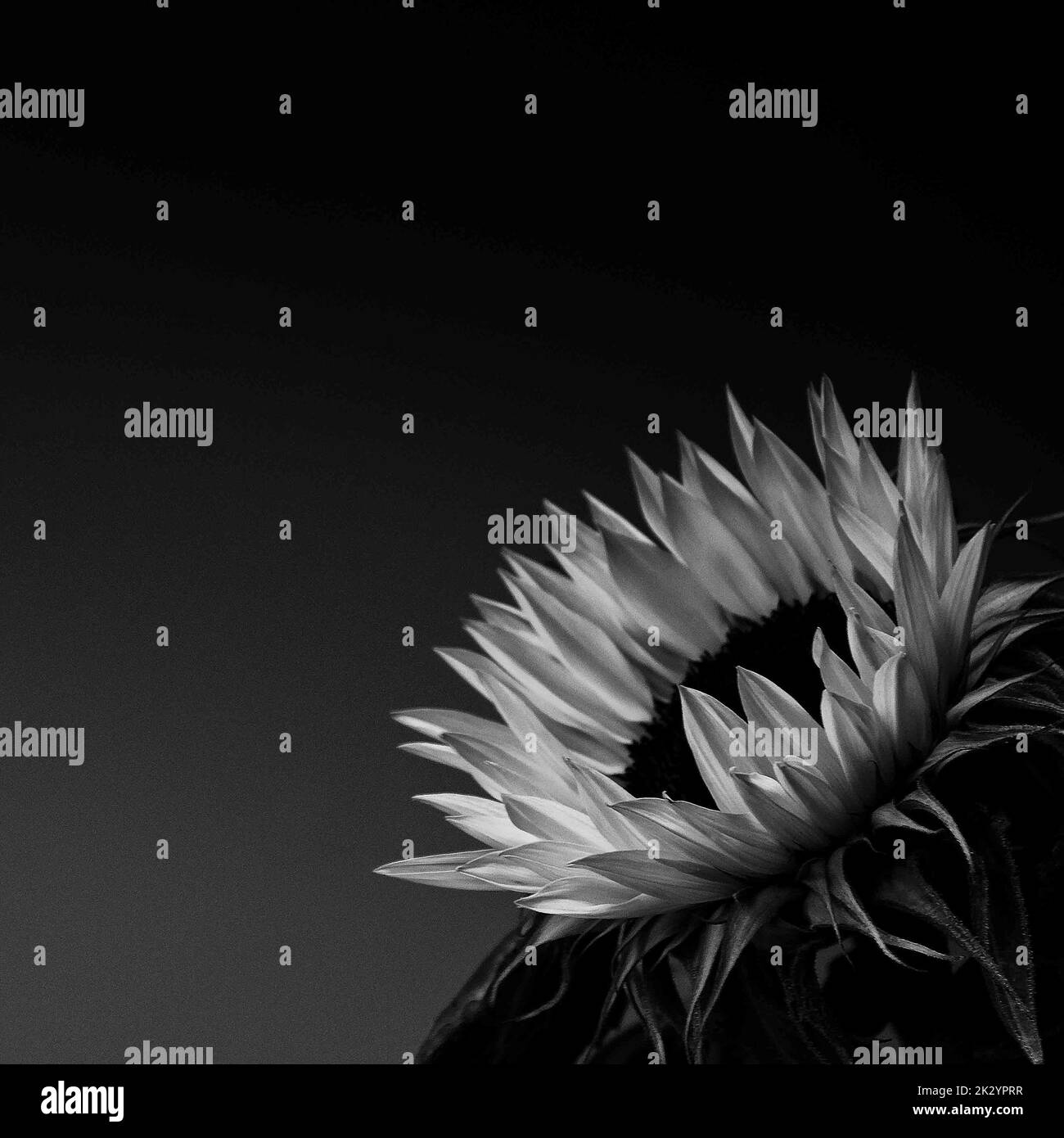 A sunflower in monochrome Stock Photo - Alamy