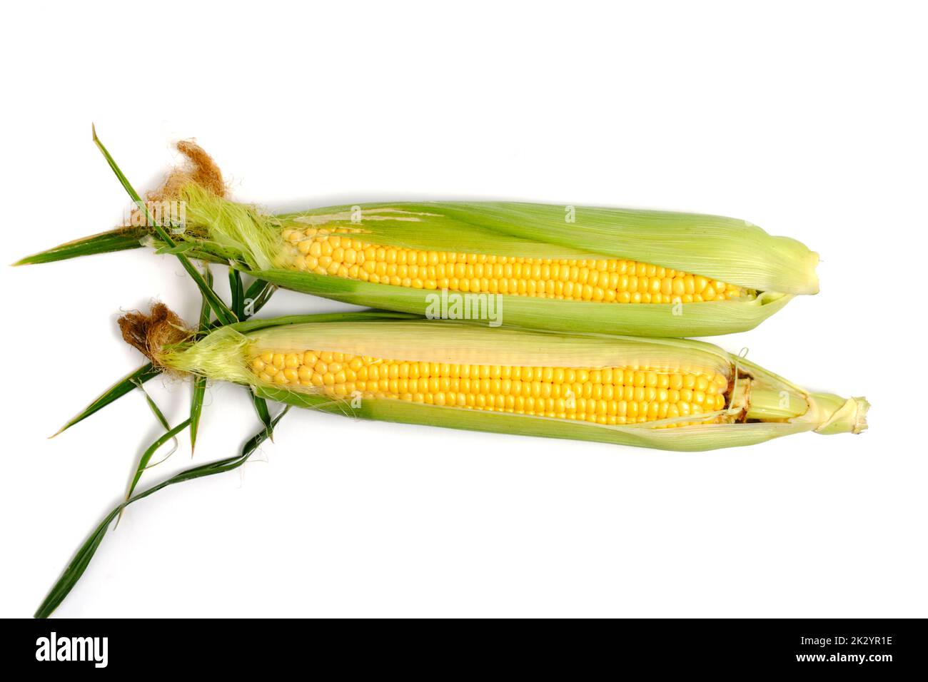 Two ears ripe corn white background Stock Photo - Alamy