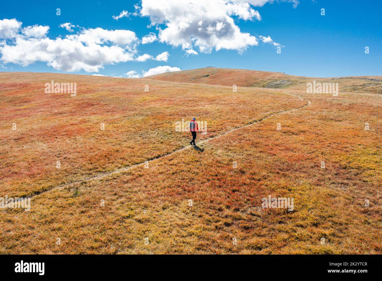 Unrecognizable hiker on a trail in the dry blueberry meadow with white ...