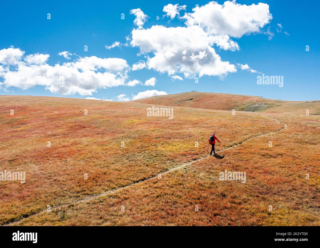 Unrecognizable hiker on a trail in the dry blueberry meadow with white ...